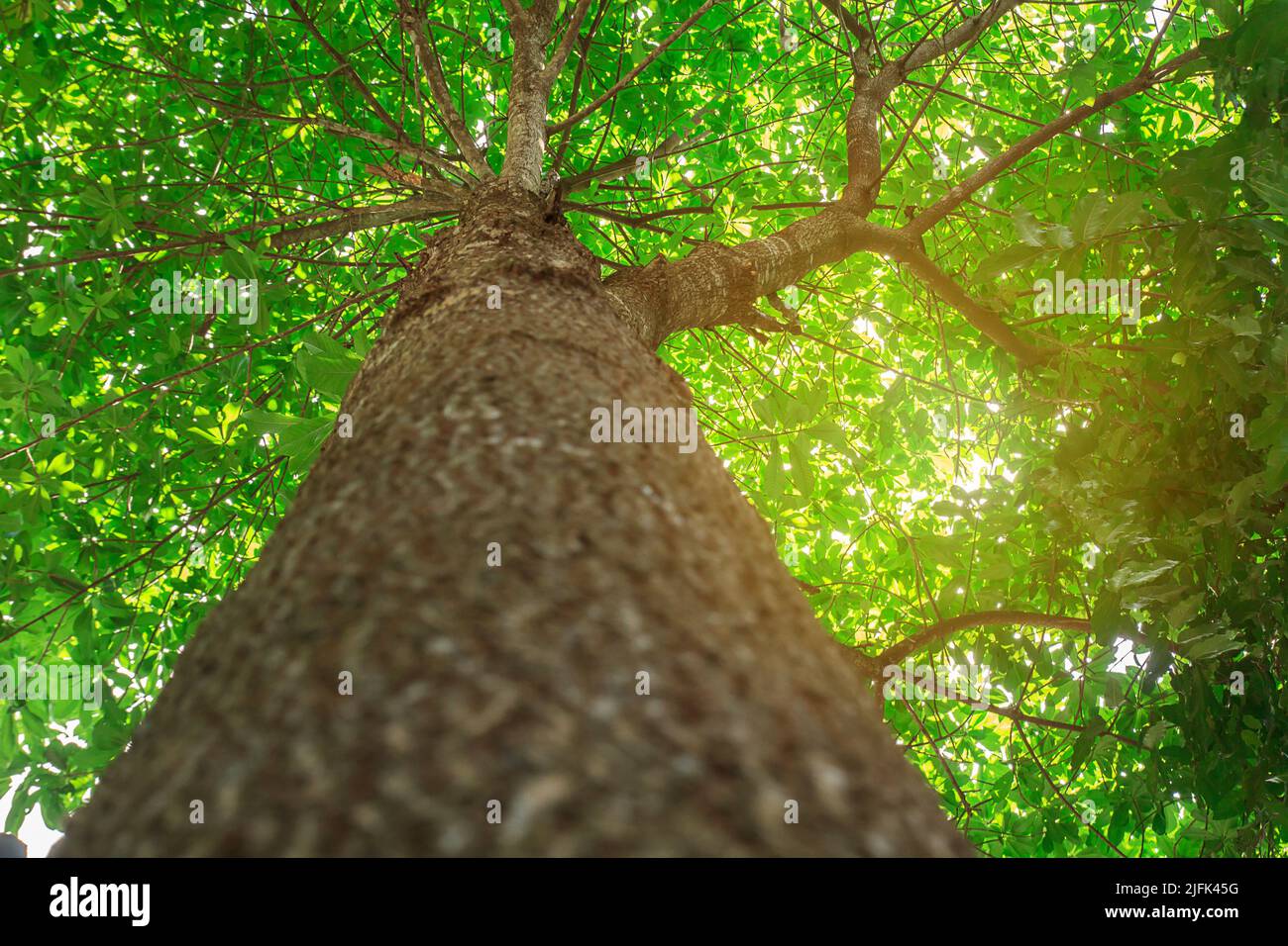 Under the shade of tall trees, nature green wood sunlight backgrounds ...