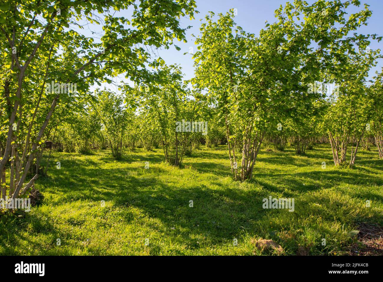 A scenic view of hazelnut tree plantations in the golden hour Stock ...