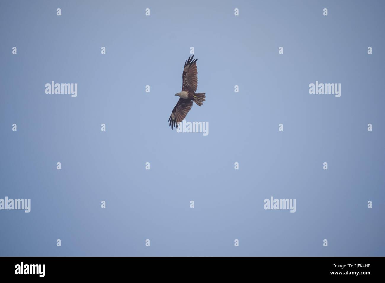 Eagle flying in the sky. view from land Stock Photo - Alamy