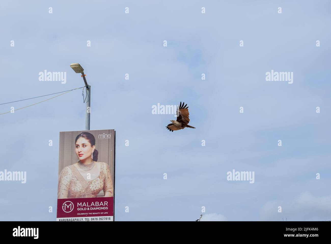 Indianeagle hi-res stock photography and images - Alamy