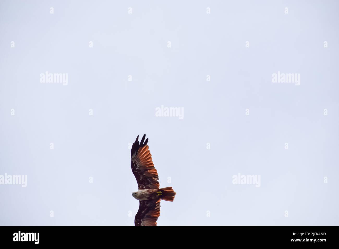 Indianeagle hi-res stock photography and images - Alamy