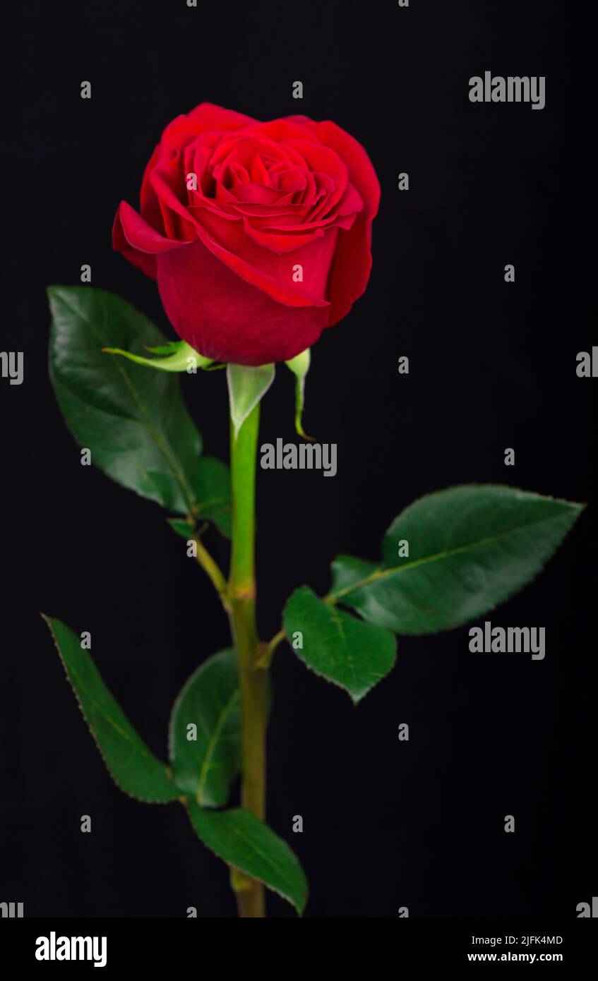 One red rose on a black background Stock Photo - Alamy