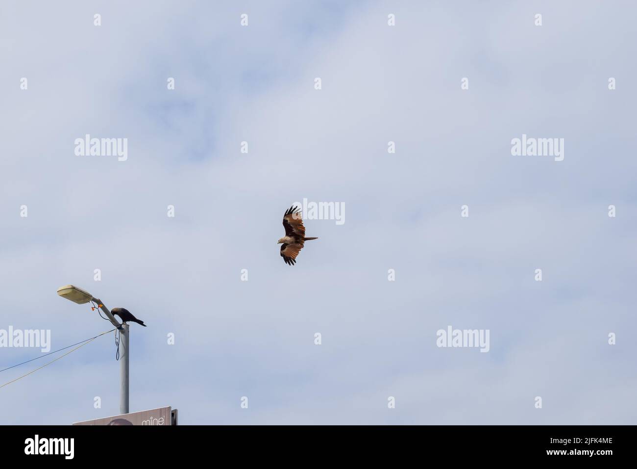 Indianeagle hi-res stock photography and images - Alamy