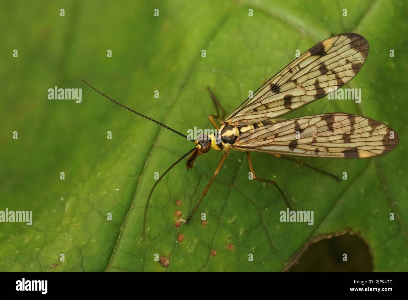 Closeup on a German scorpionfly, Panorpa germanica, with open wings ...