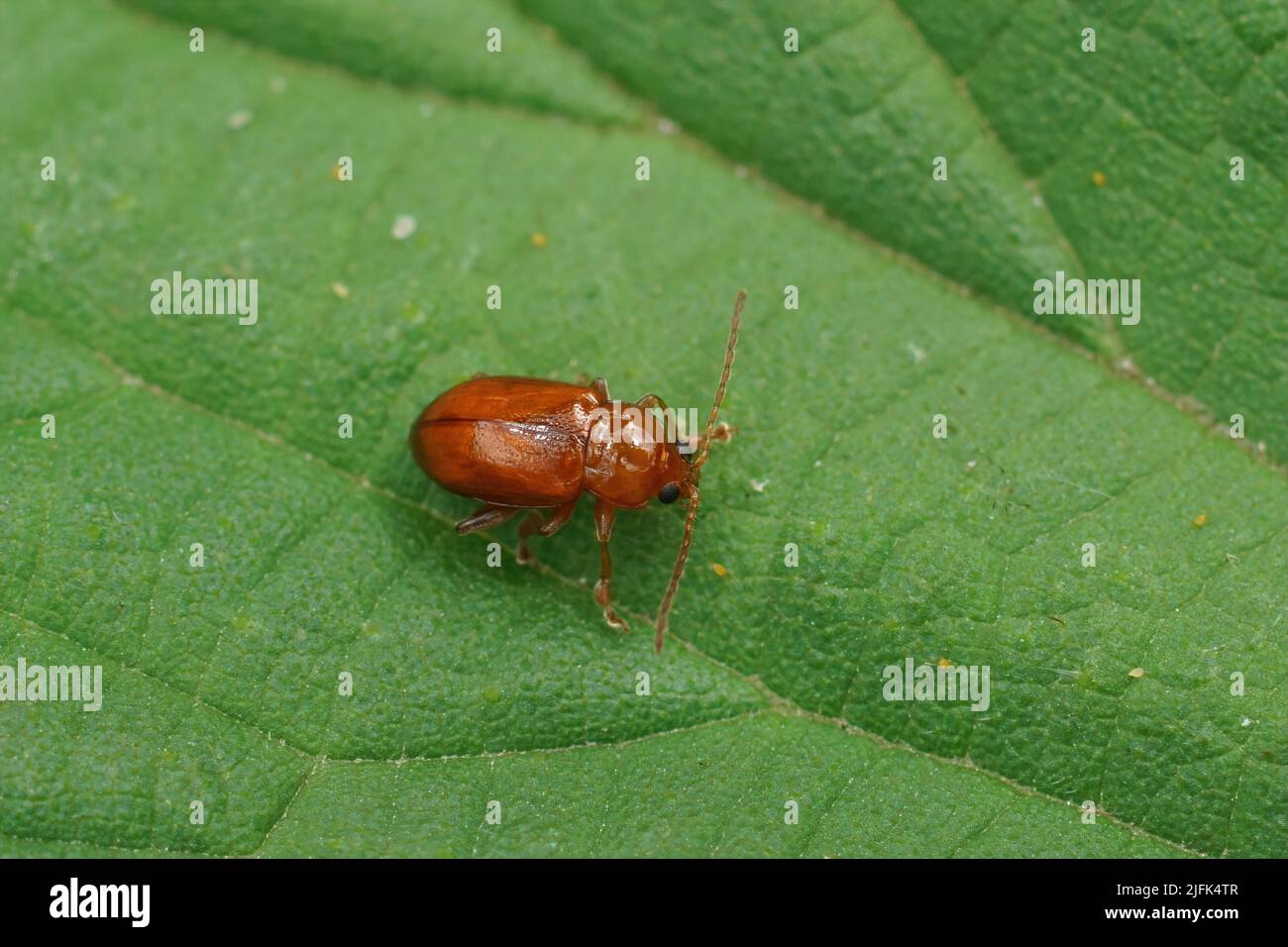 Detailed closeup on a tiny orange beetle, Aphthona lutescens, that ...