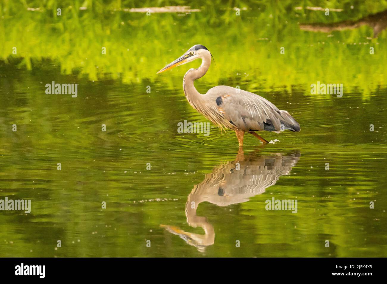 Great Blue Heron fishing in shallow water with its reflection Stock ...