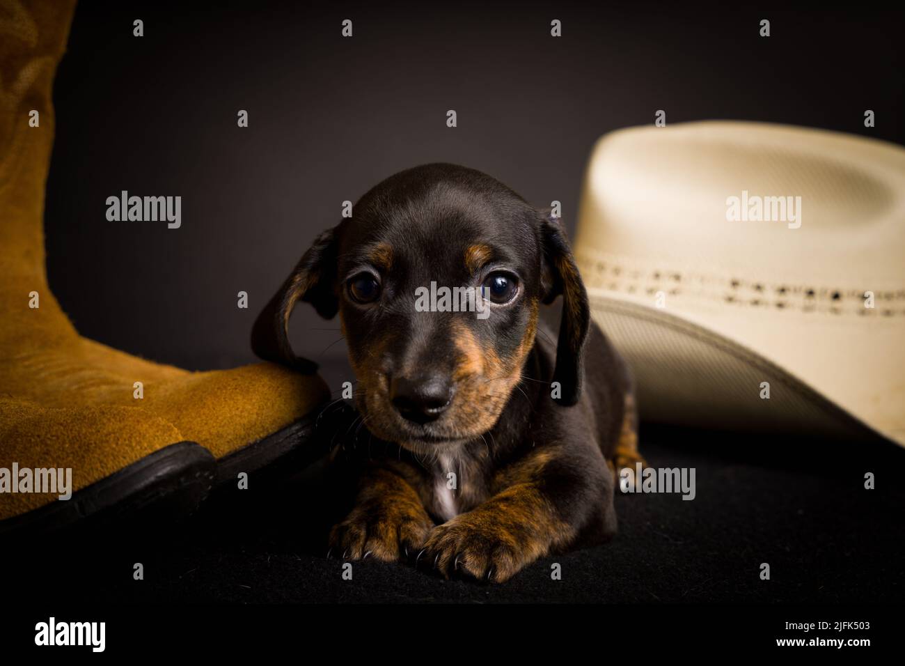 Very cute high definition studio portraits of Dachs Stock Photo - Alamy