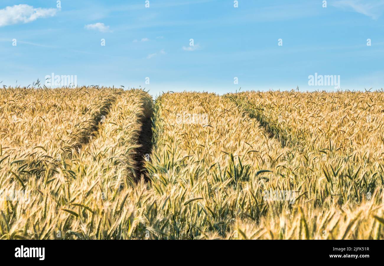 A grain field with tracks just before harvest Stock Photo - Alamy