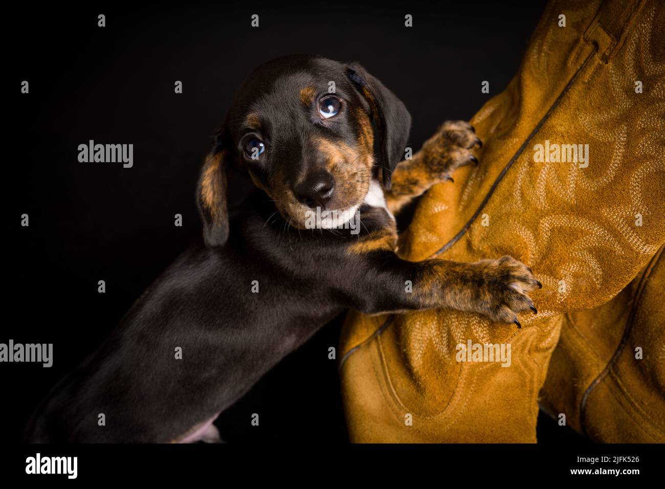 Very cute high definition studio portraits of Dachs Stock Photo - Alamy