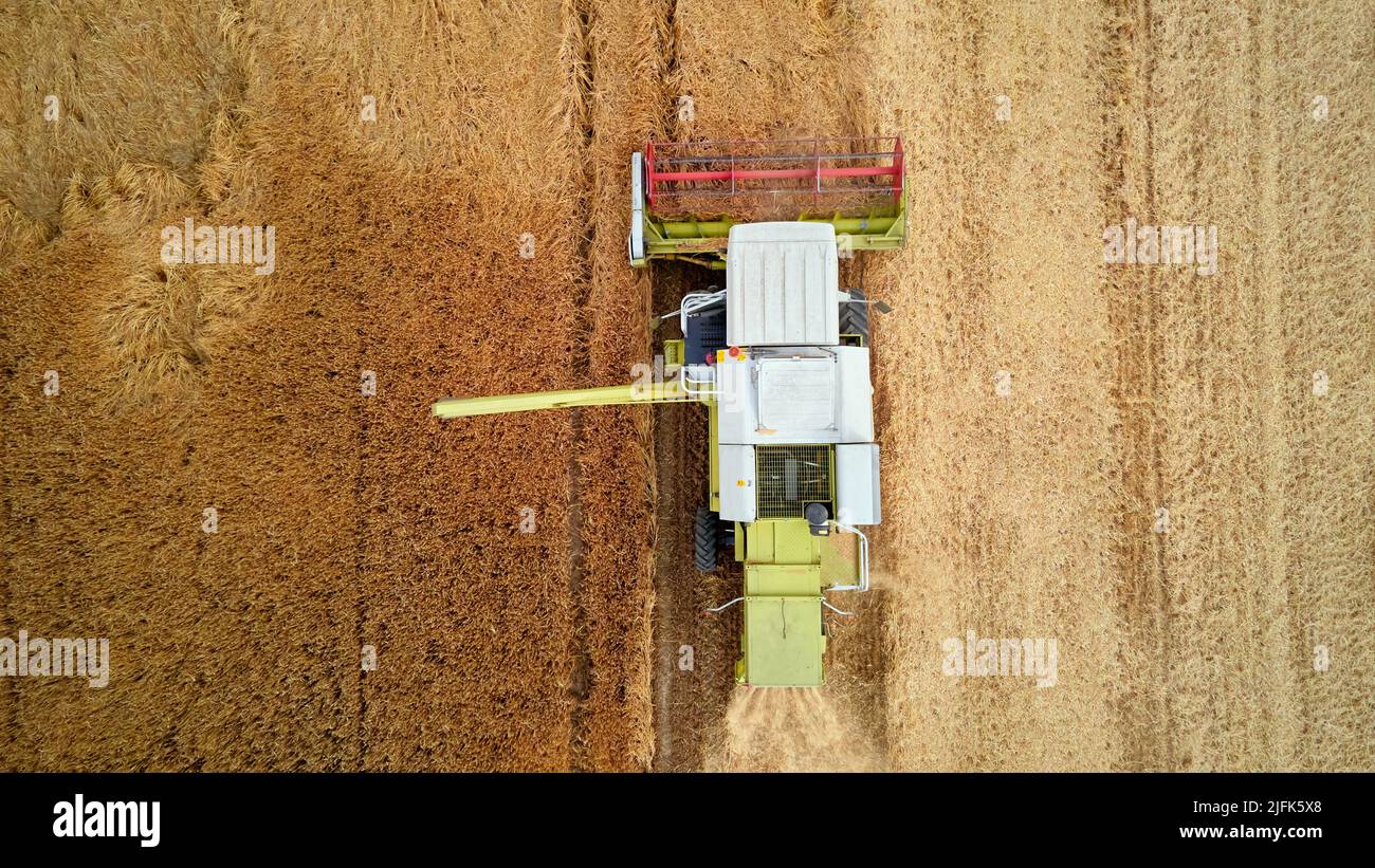 Combine harvester collecting golden wheat field, Harvesting machine ...