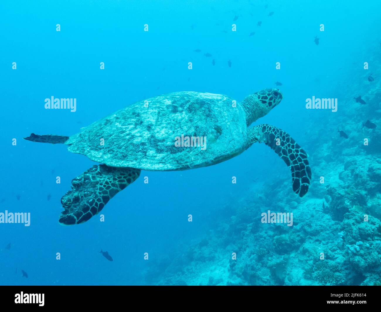 Green turtle swimming in the depths of the Indian ocean, Maldive ...