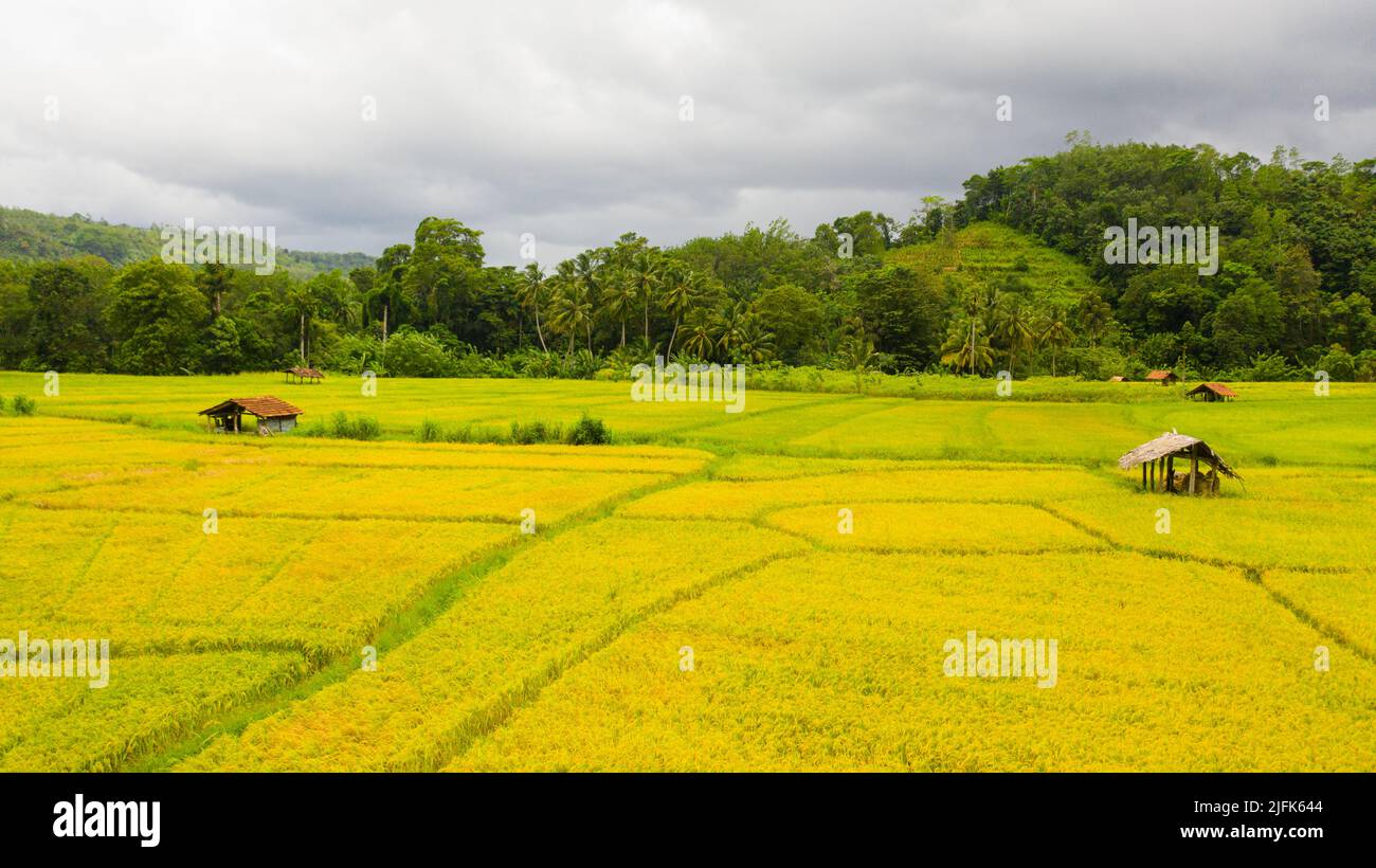 Evergreen countryside scenery rice fields hi-res stock photography and ...