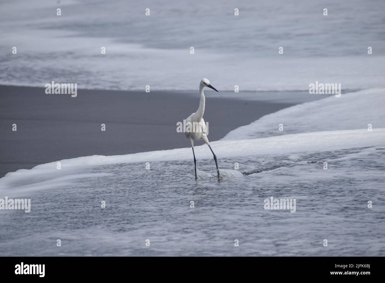 Crane standing at the beach waiting for the wave to hunt the fishes ...
