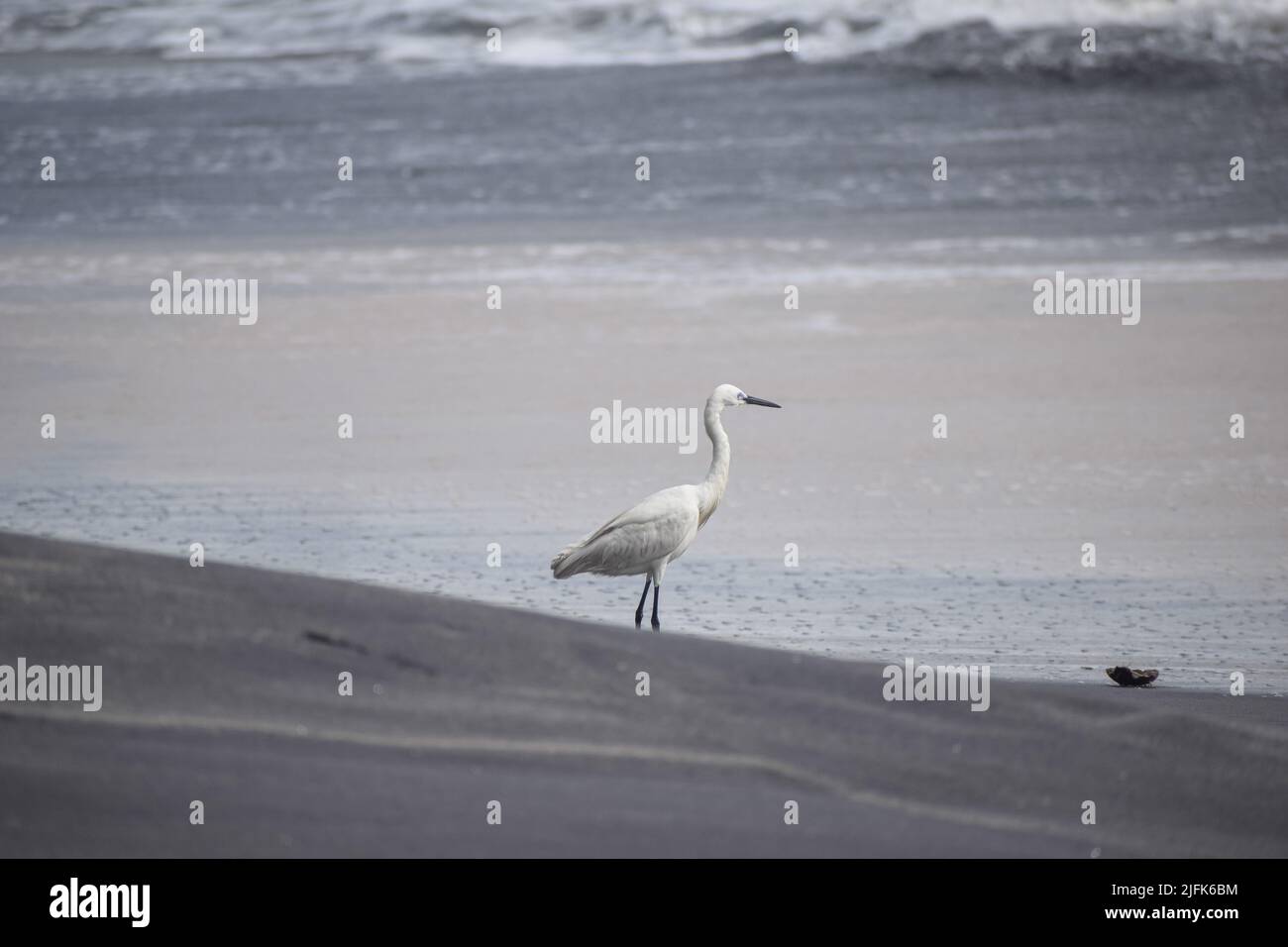 Crane standing at the beach waiting for the wave to hunt the fishes ...