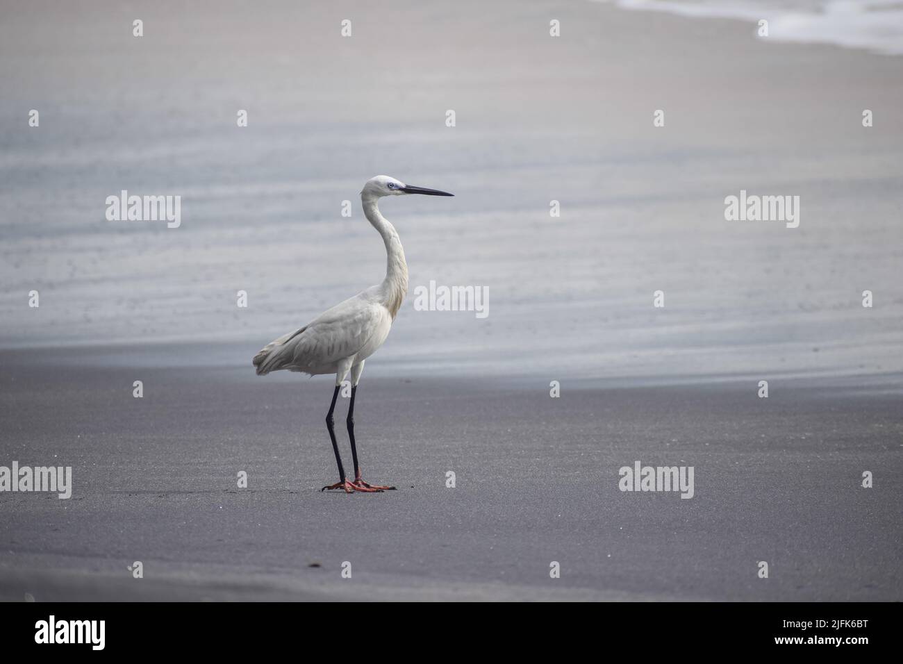Crane standing at the beach waiting for the wave to hunt the fishes ...