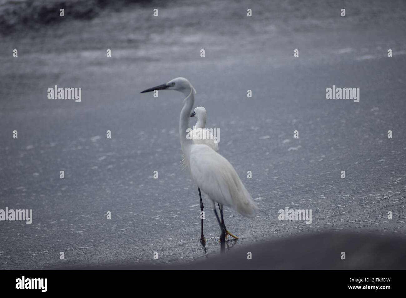 Crane standing at the beach waiting for the wave to hunt the fishes ...