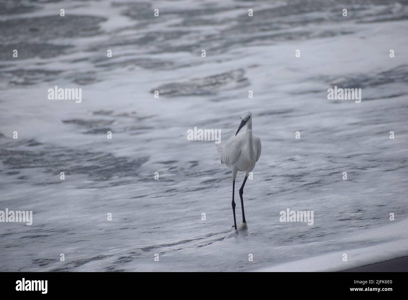 Crane standing at the beach waiting for the wave to hunt the fishes ...