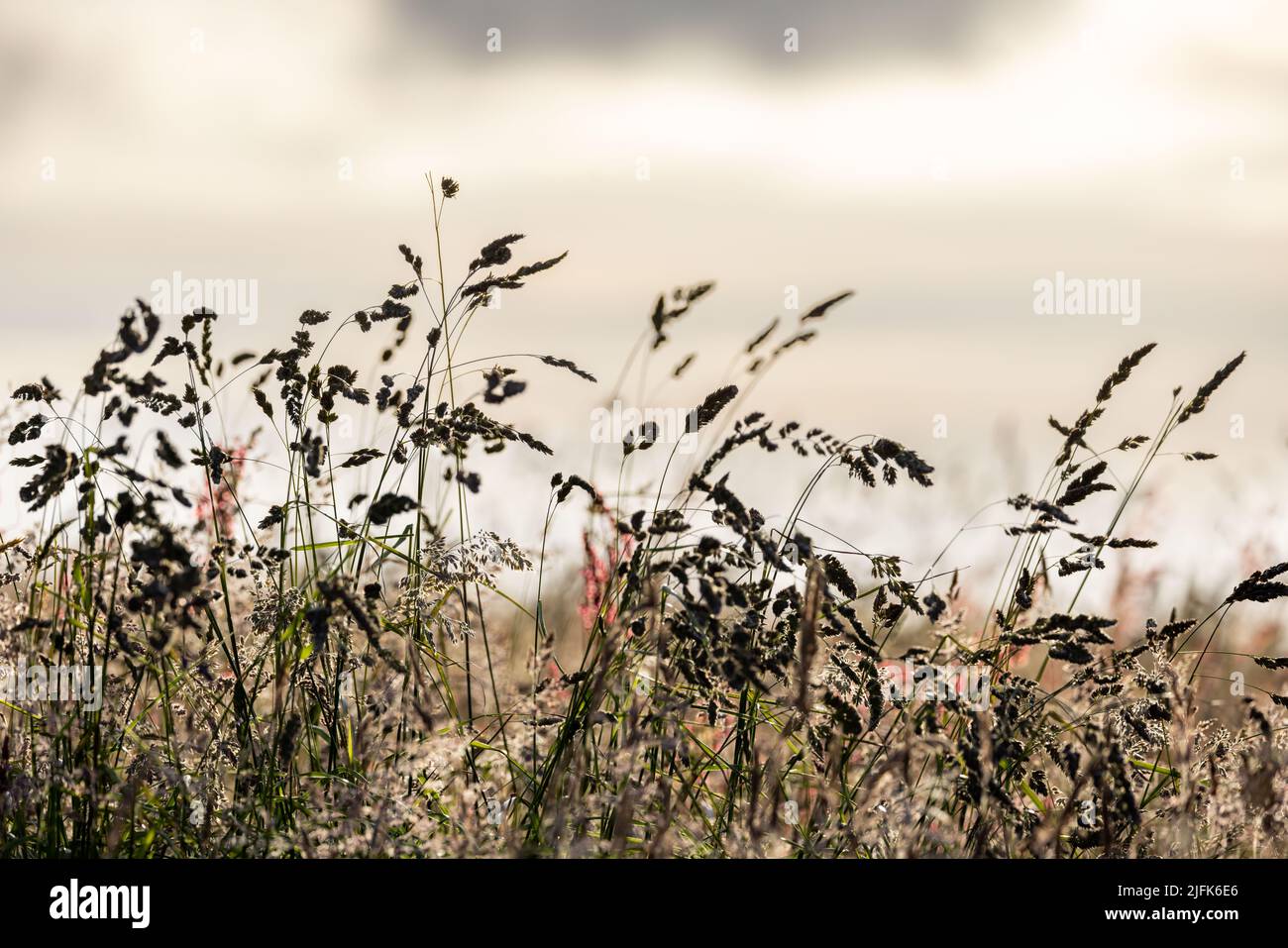 Windy wind breezy hi-res stock photography and images - Alamy