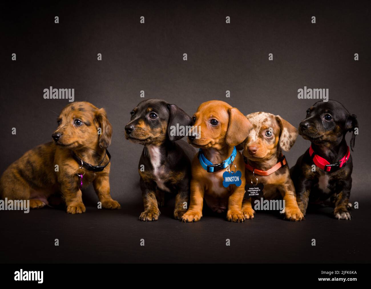 Very cute high definition studio portraits of Dachshunds Stock Photo ...