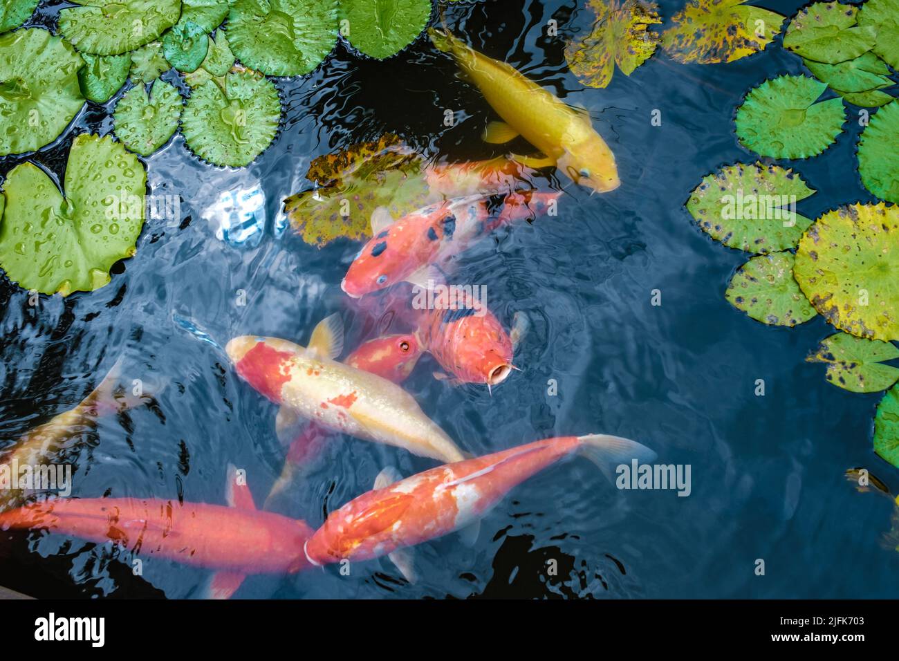 Top view of the koi pond hi-res stock photography and images - Alamy