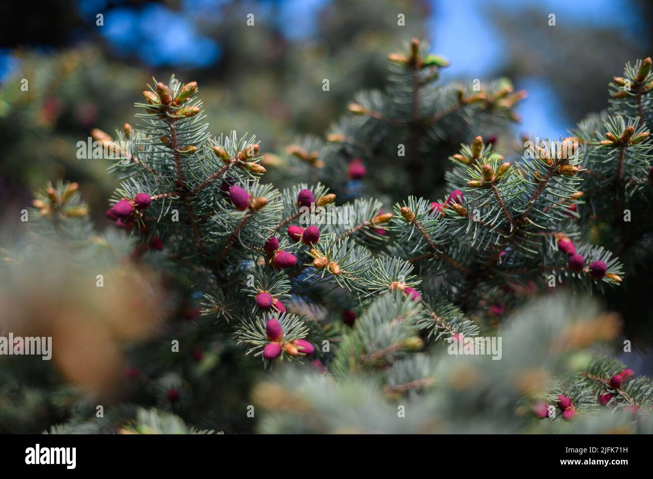Red spruce pine cone on tree hi-res stock photography and images - Alamy