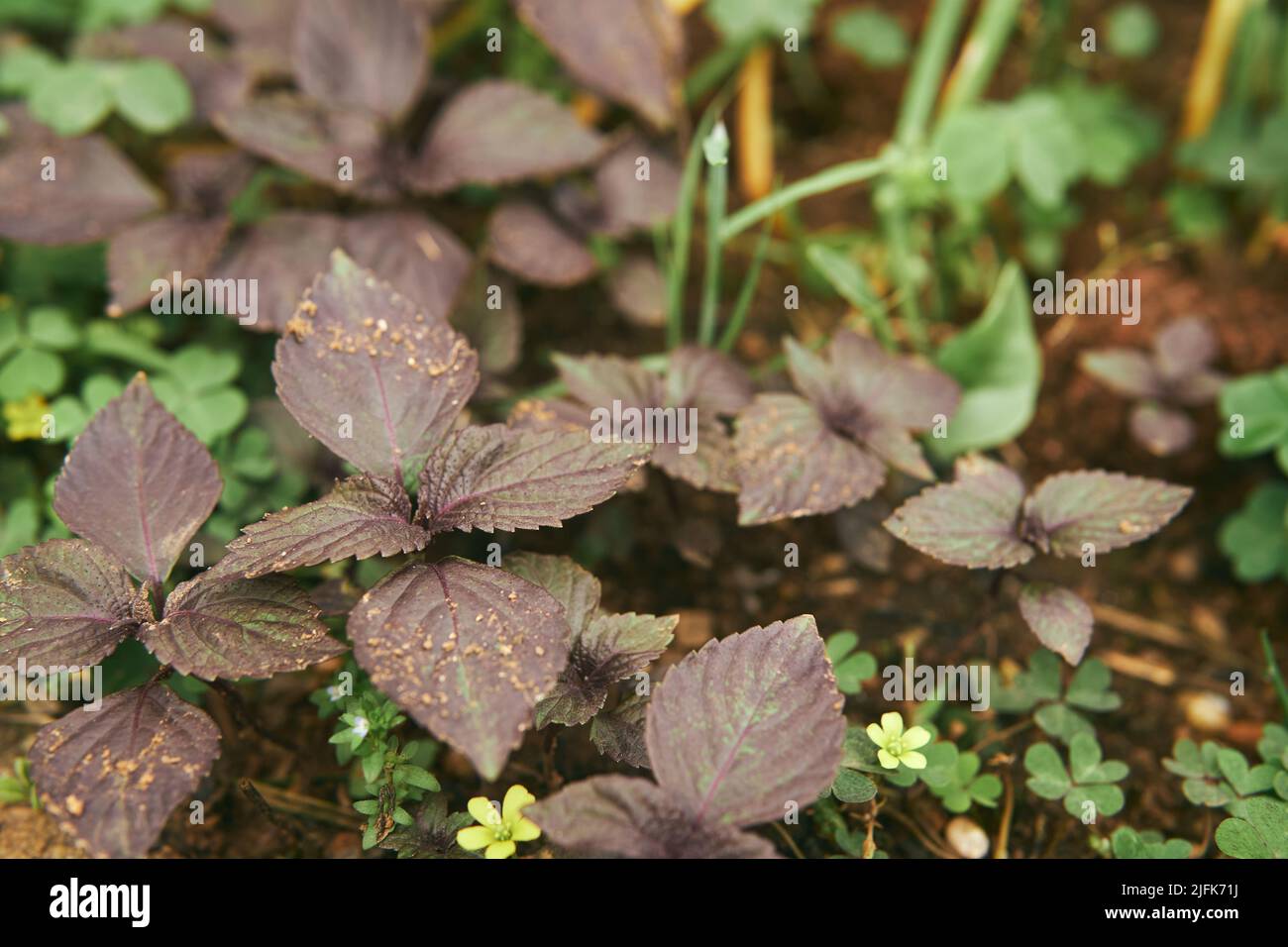 Growing perilla hi-res stock photography and images - Alamy