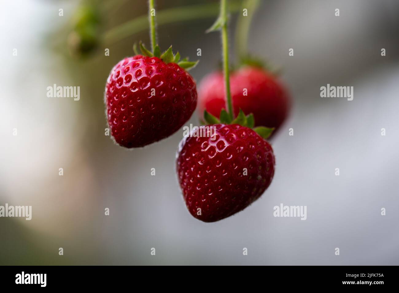 Macro photography of strawberries Stock Photo - Alamy