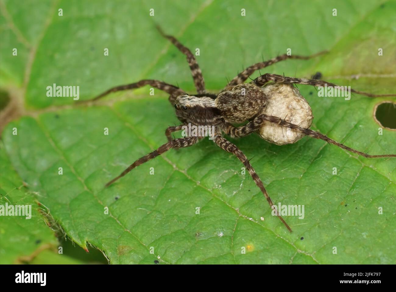 Detailed closeup on a female wolf spider, Pardosa species, carrying an ...