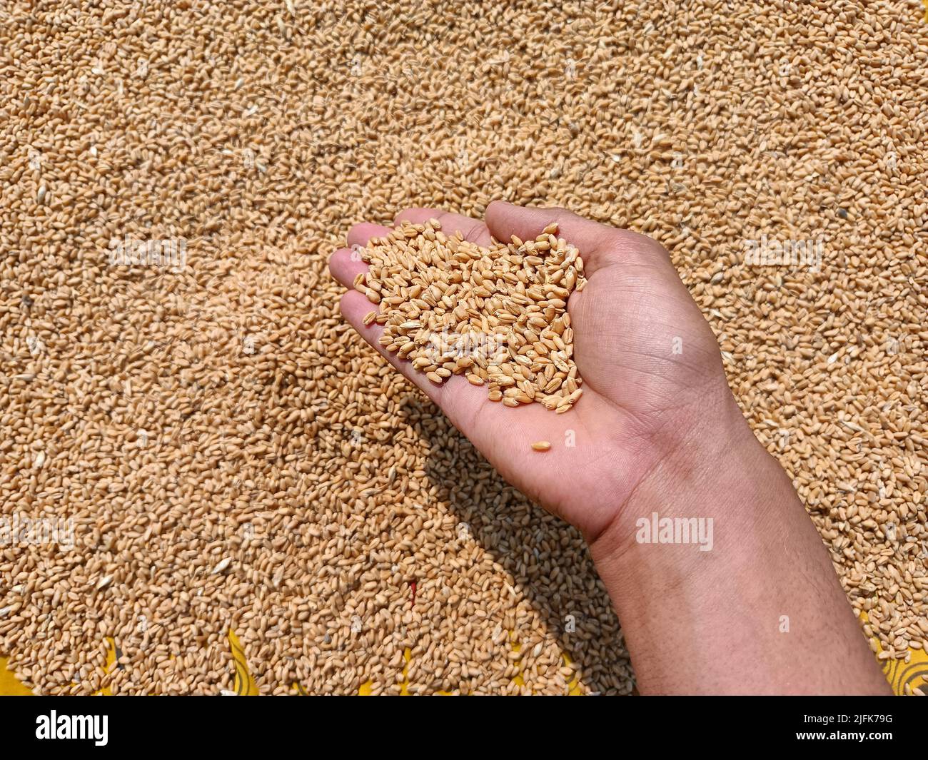 Checking wheats hi-res stock photography and images - Alamy