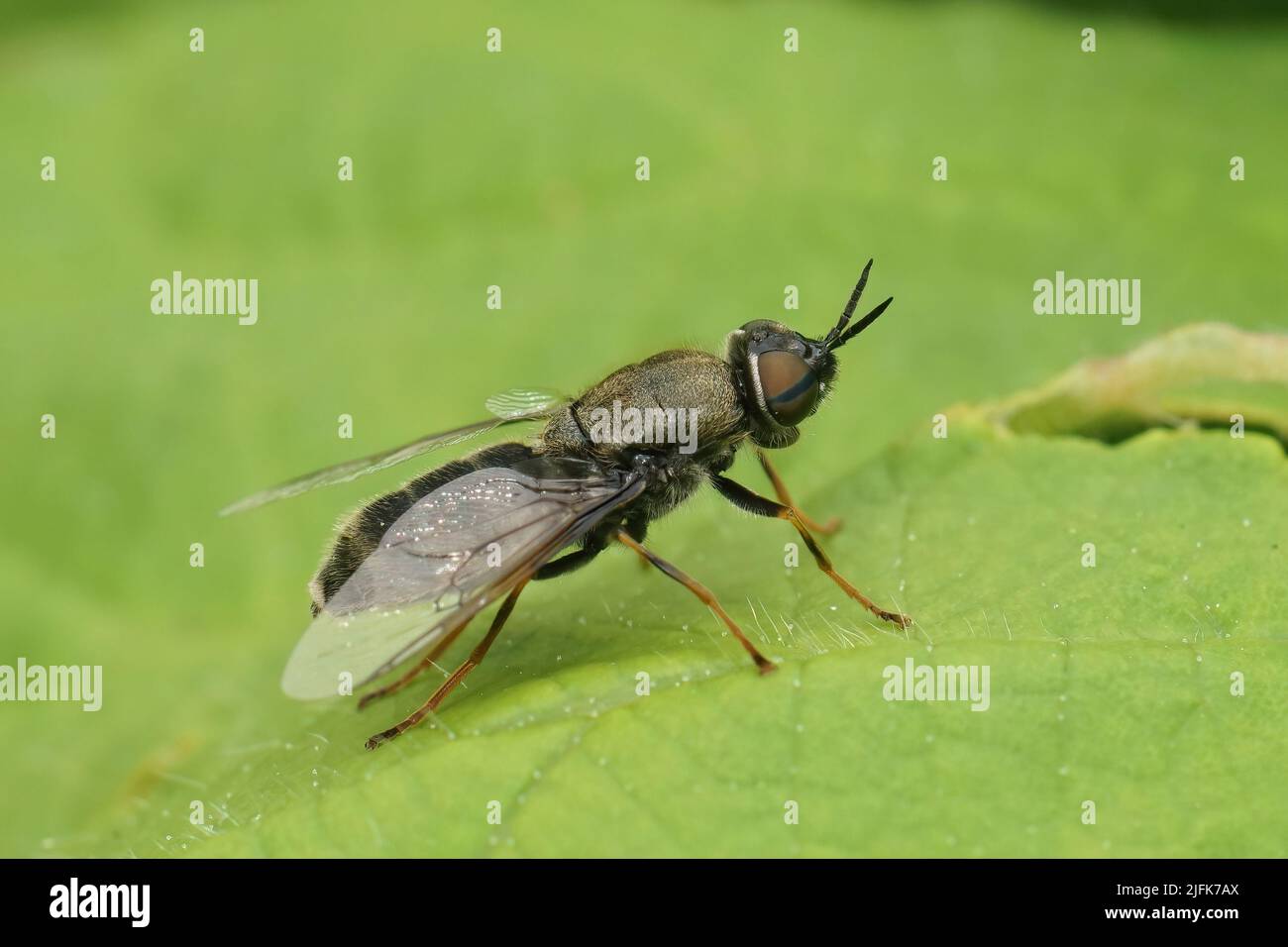 Lateral detailed on a shy female black colonel sodier fly, Odontomyia ...