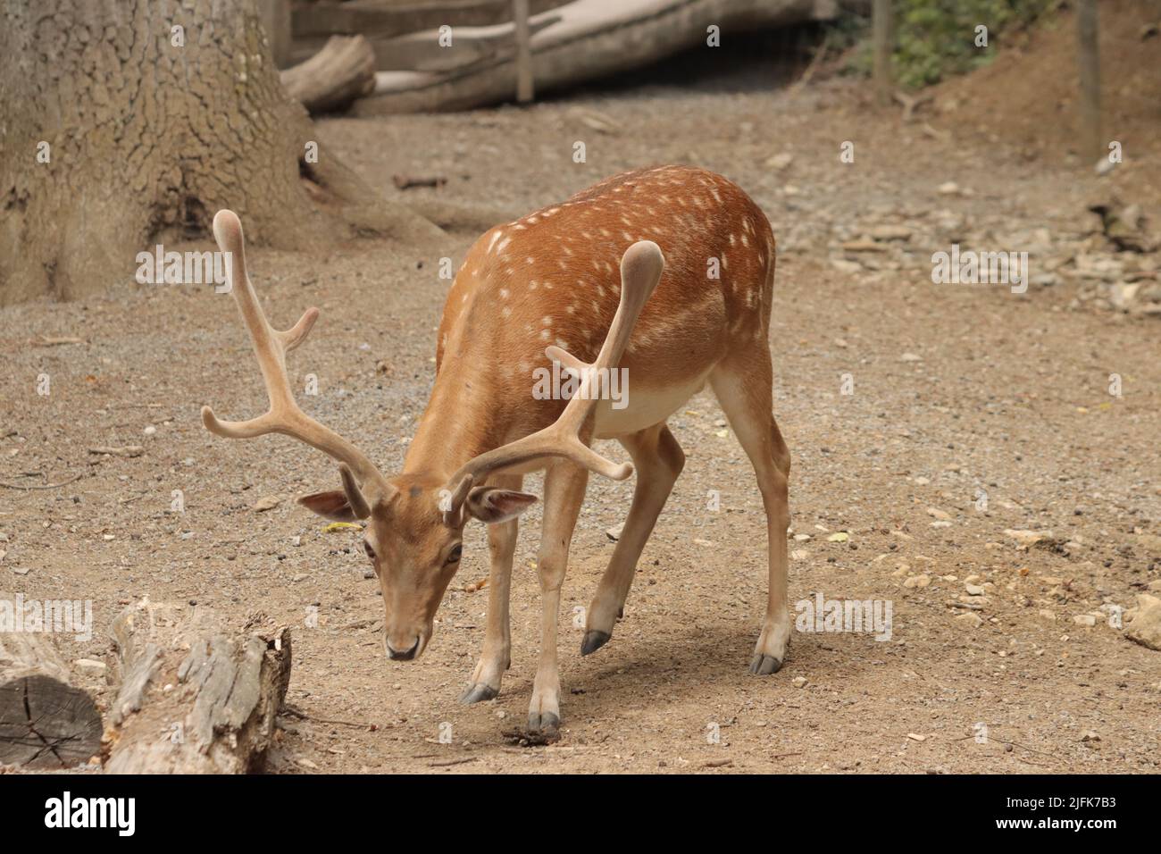 A close-up high-angle view of a Chital animal - spotted deer Stock ...