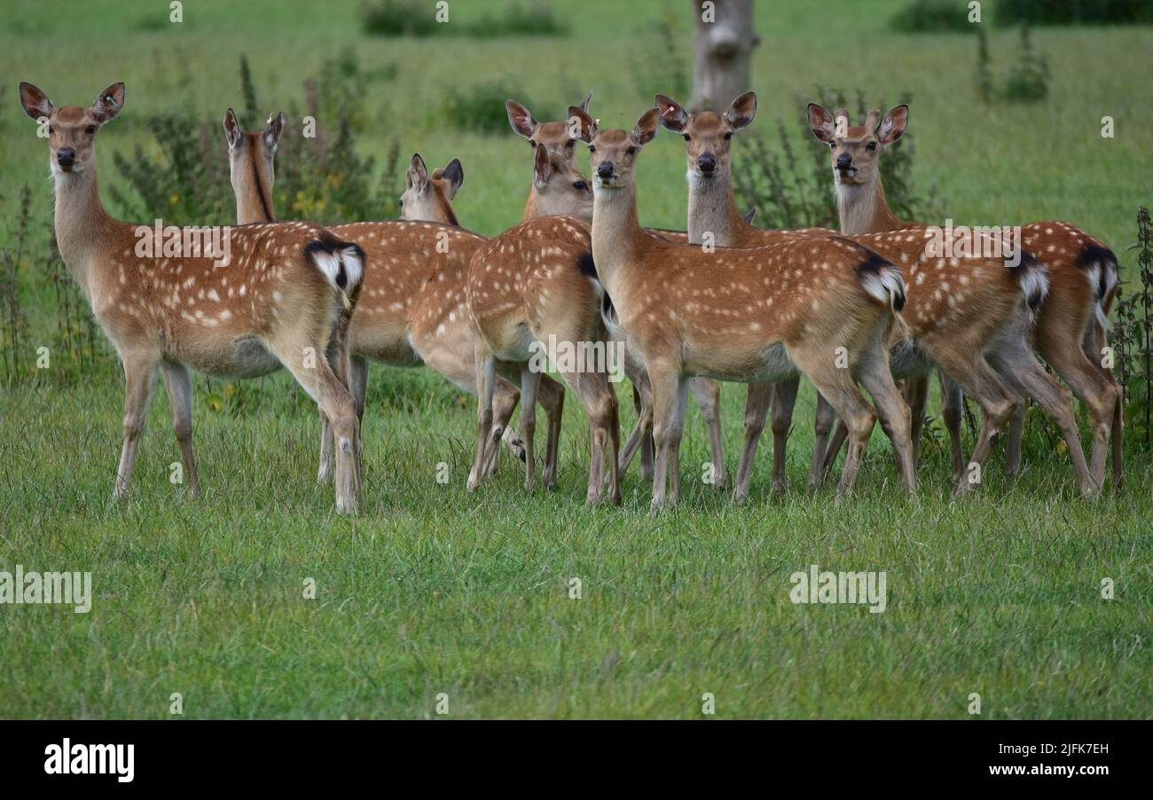 Scottish deer centre, Fallow deer, Cupard, Fife Stock Photo - Alamy