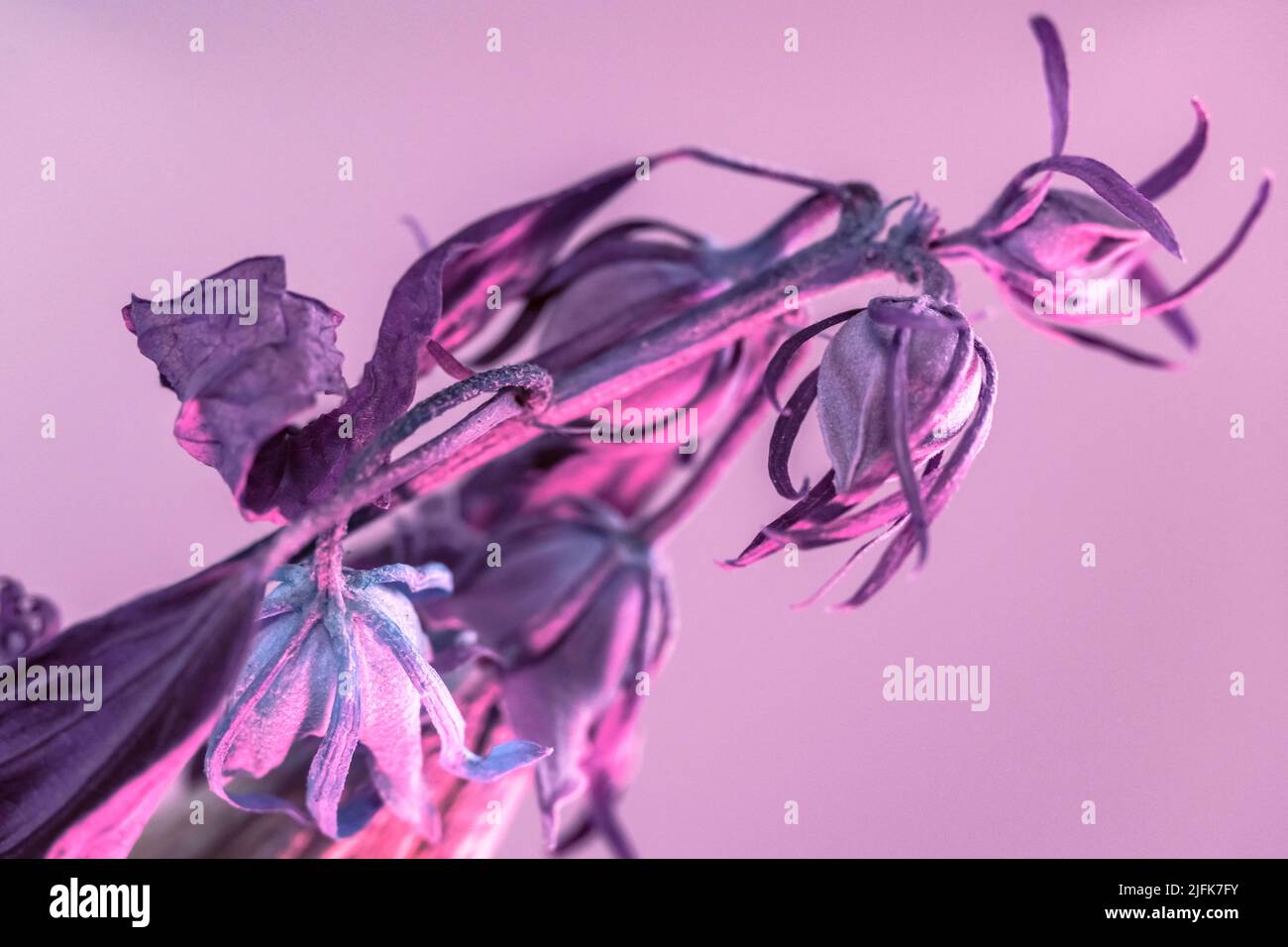 Close up faded flowers in the color light. Beautiful plant minimal in ...