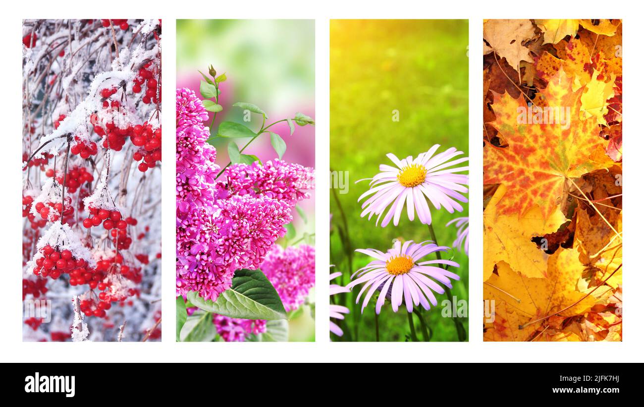 Four seasons of year. Set of vertical nature banners with winter, spring, summer and autumn ...
