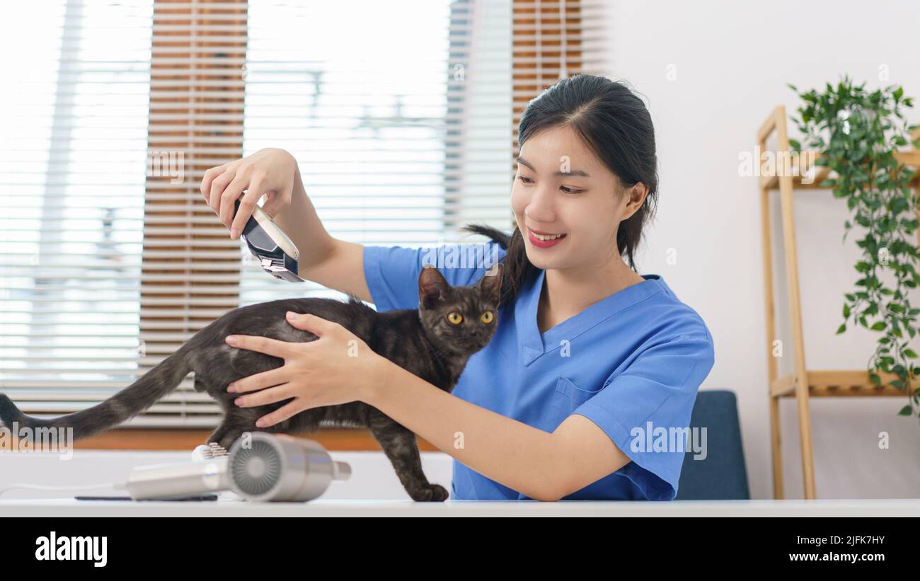 Pet salon concept, Female veterinarian using hair clipper to trim fur ...