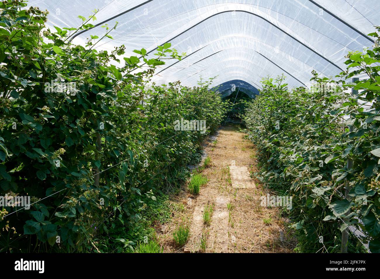 Breguzzo (Tn) ,Italy, cultivation of raspberries in a protected ...