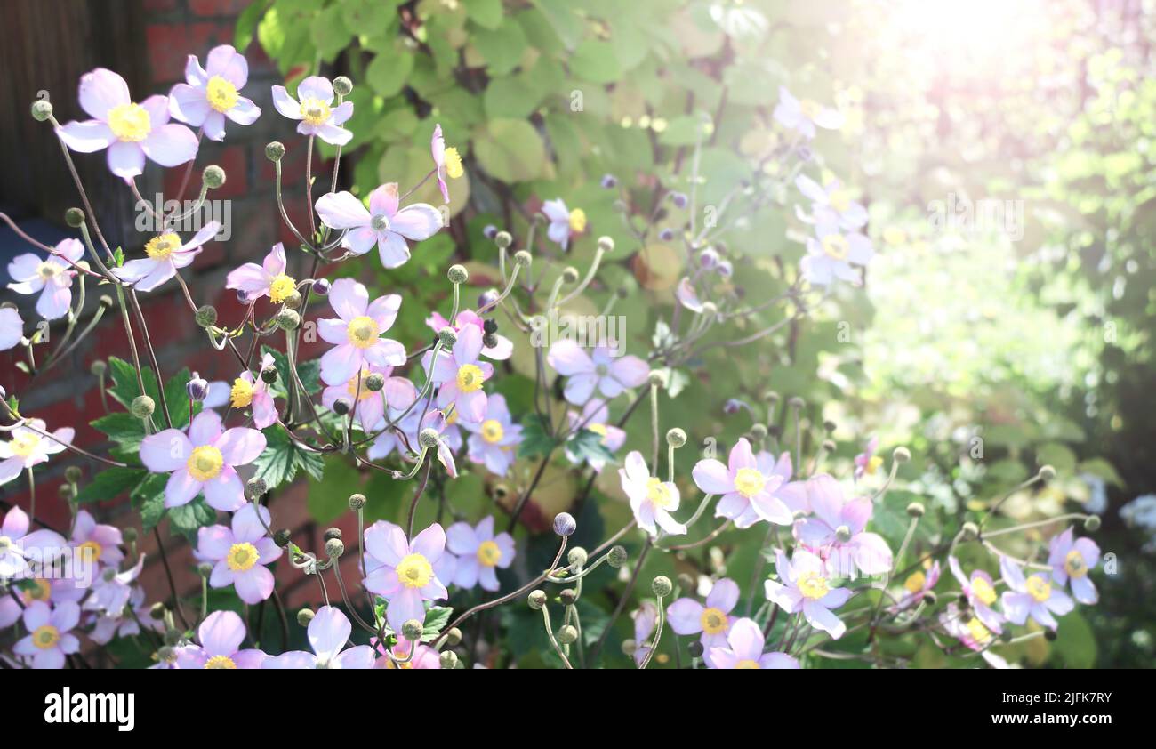 First autumn Japanese Anemone flower (Anemone hupehensis). Sunny fall ...