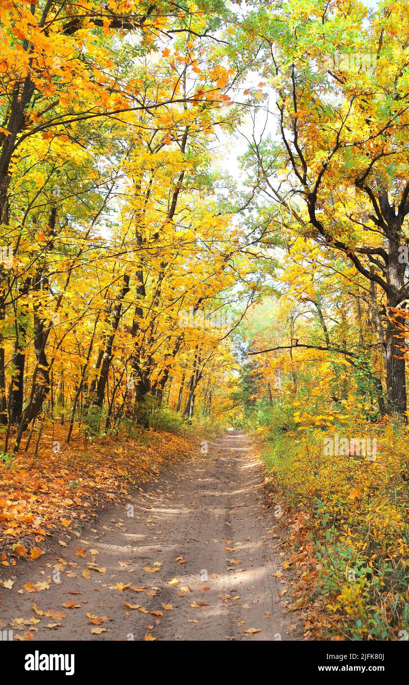 Calm fall season. Beautiful landscape with road in autumn forest ...