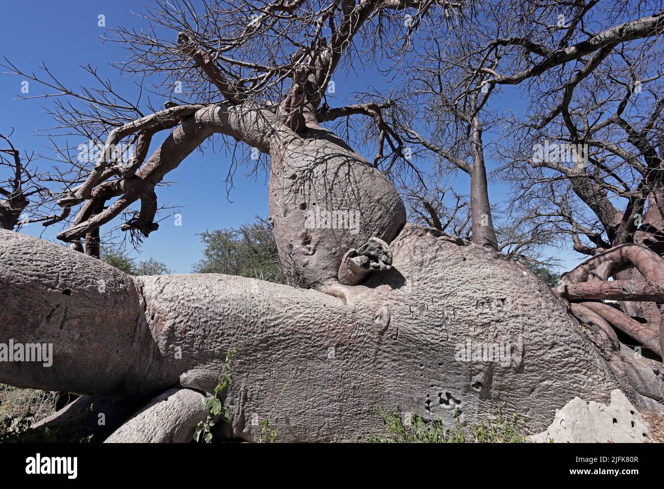Botswana tree hi-res stock photography and images - Alamy
