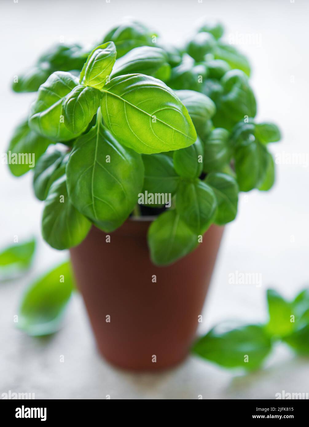 Basil in clay pot hi-res stock photography and images - Alamy