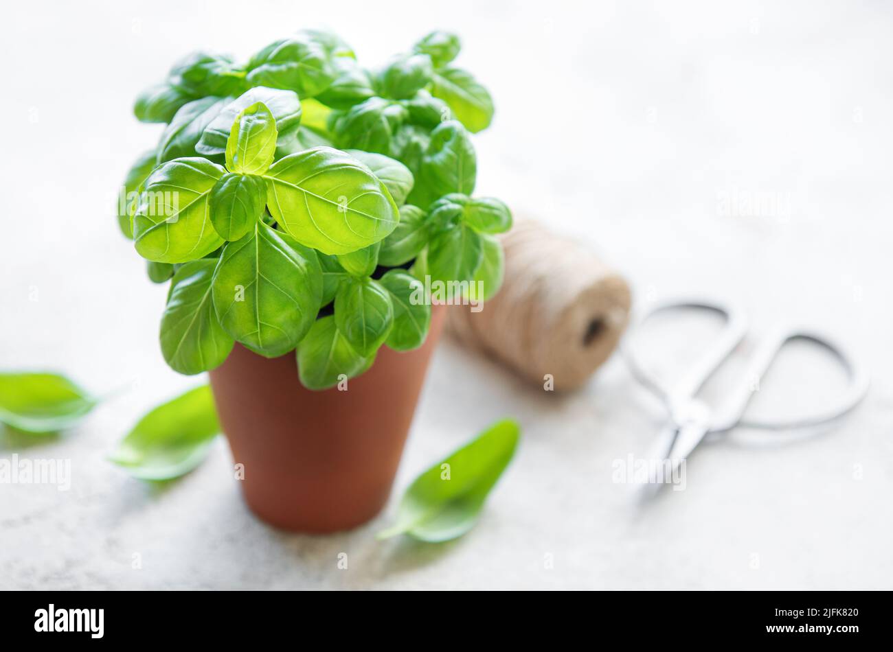 Young fresh basil in pots. Home grown basil Stock Photo - Alamy
