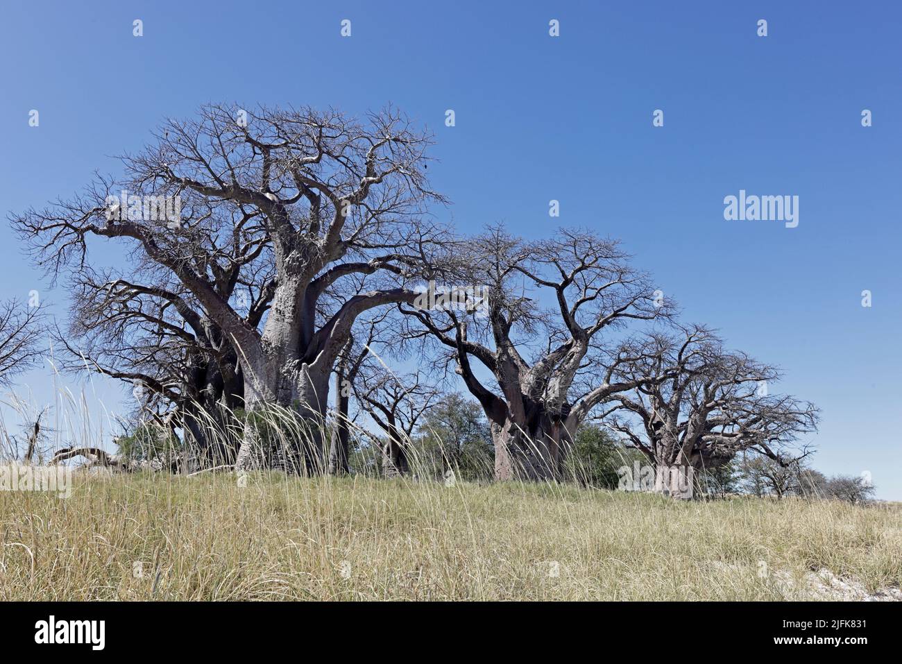 Botswana tree hi-res stock photography and images - Alamy
