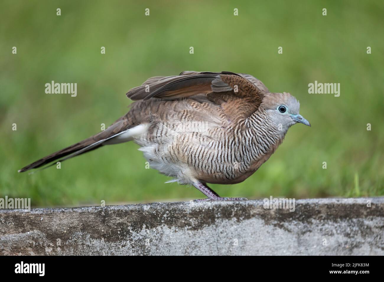 Barred grond dove hi-res stock photography and images - Alamy