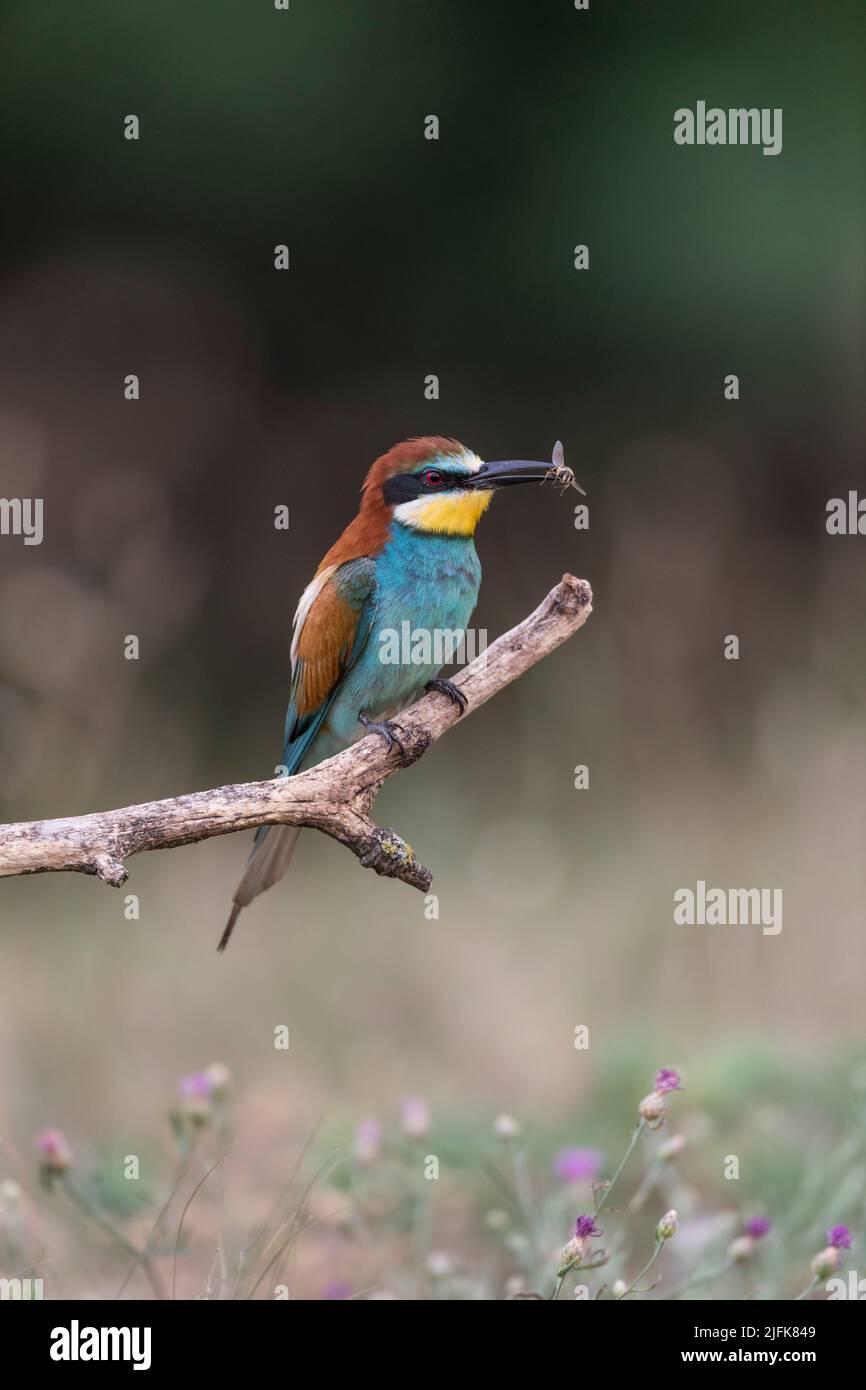 Bee Eater; Merops apiaster; With Insect; Hungary Stock Photo - Alamy