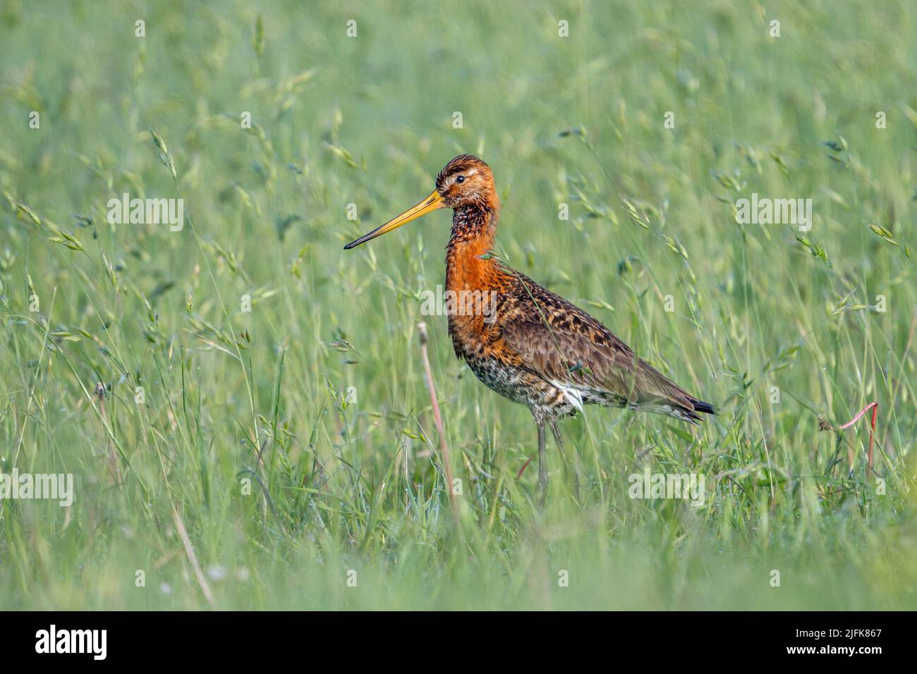 Black Tailed Godwit; Limosa limosa; Summer; UK Stock Photo - Alamy