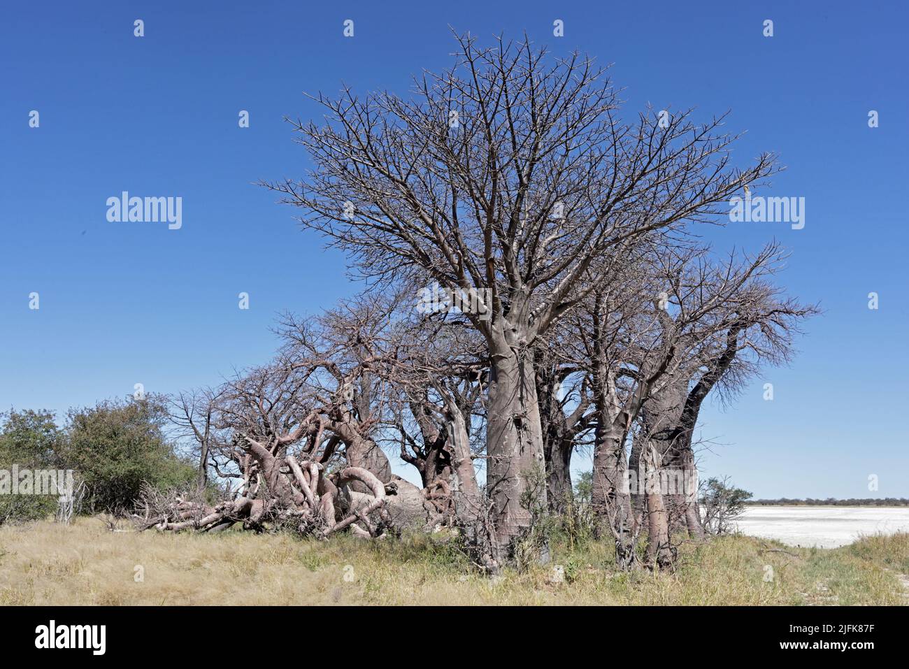 View of Baines Baobab Trees at Nxai Pan Botswana Stock Photo - Alamy