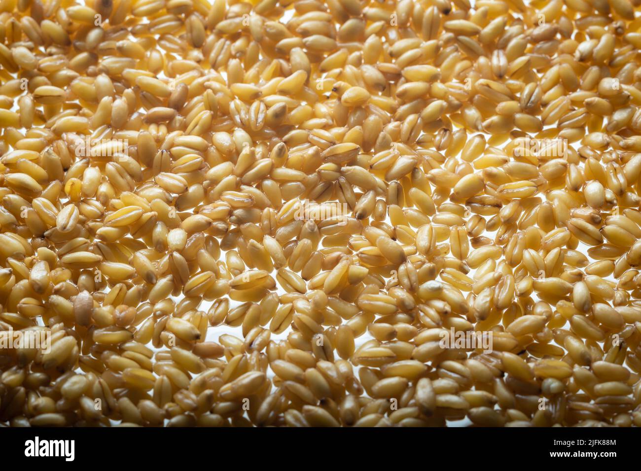 germinated wheat grain sprouts texture background flat overhead view ...
