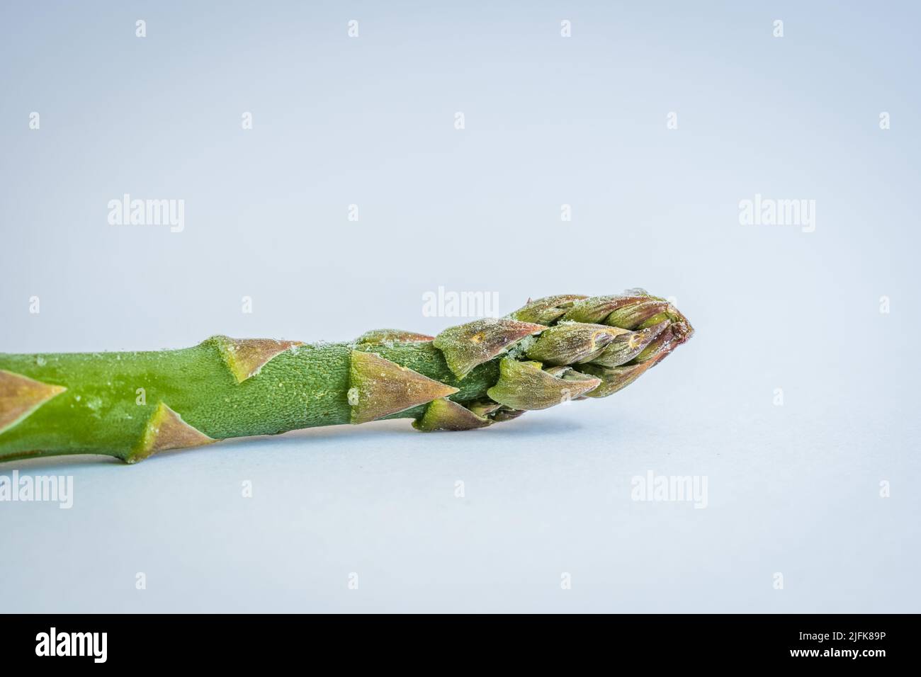 Single frozen asparagus stem on white background closeup Stock Photo ...