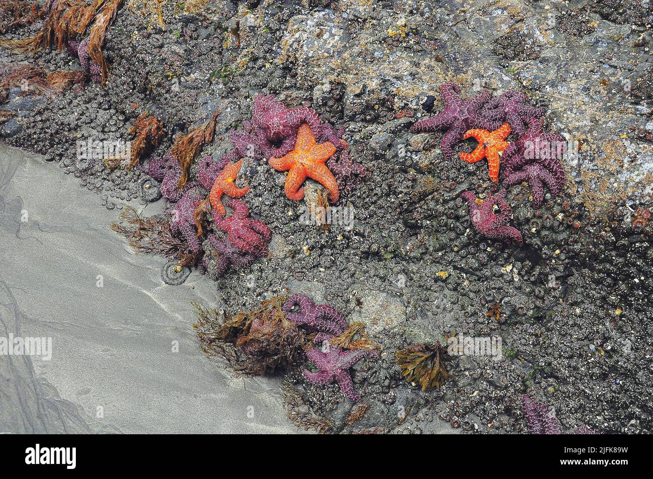 Sea stars on the cliff by the water edge Stock Photo - Alamy