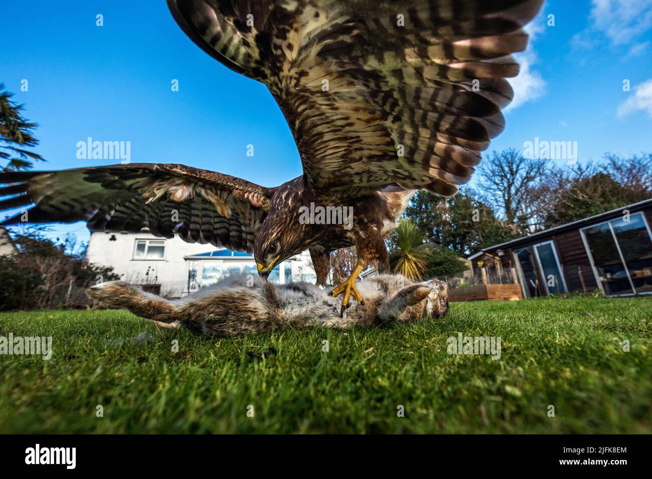 Garden bird wide angle hi-res stock photography and images - Alamy